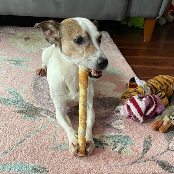 Brilliant Benji: Long Term Foster - RSPCA Lincolnshire Mid & Lincoln Branch