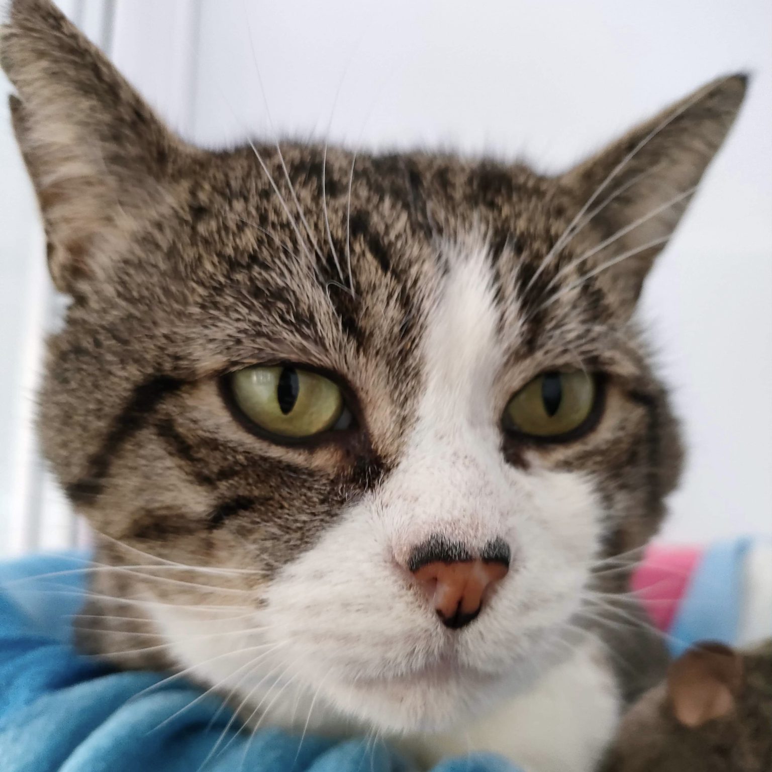 Cats Archives - RSPCA Lincolnshire Mid & Lincoln Branch