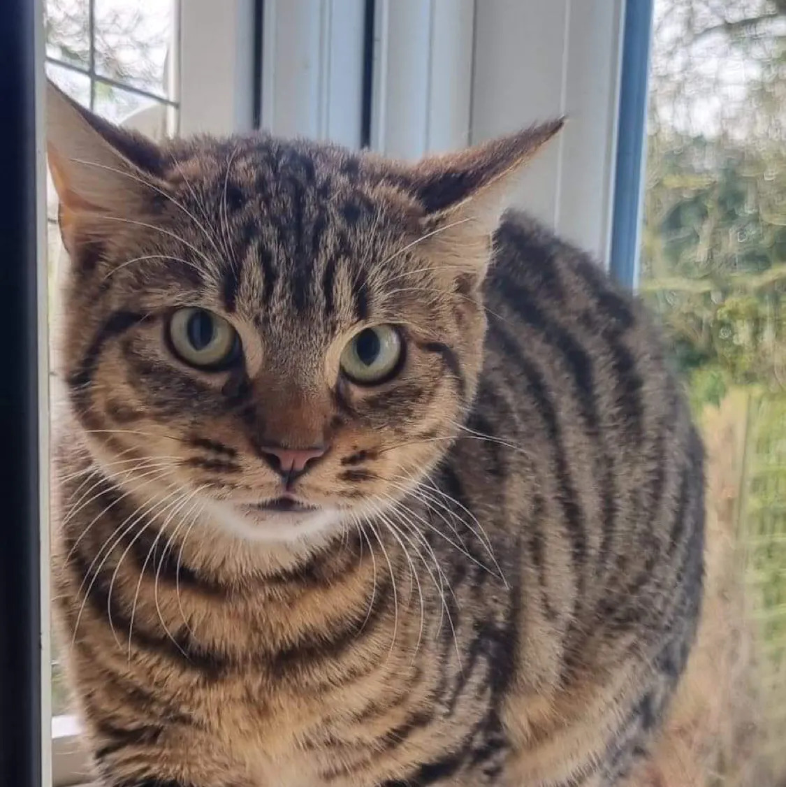 Cats Archives - RSPCA Lincolnshire Mid & Lincoln Branch