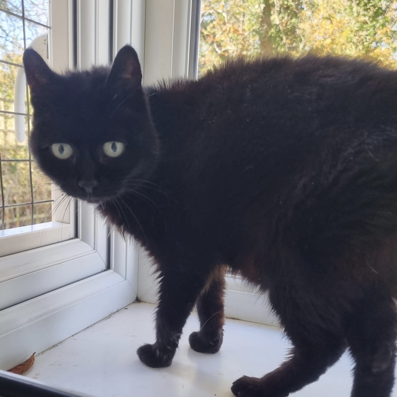 Cats Archives - RSPCA Lincolnshire Mid & Lincoln Branch