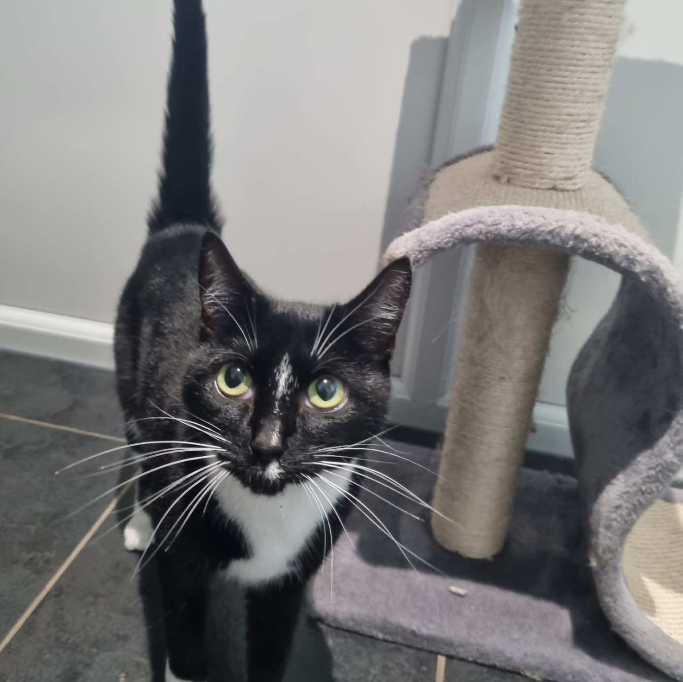 Cats Archives - RSPCA Lincolnshire Mid & Lincoln Branch