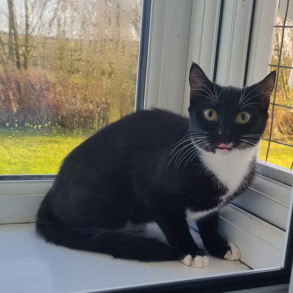 Cats Archives - RSPCA Lincolnshire Mid & Lincoln Branch