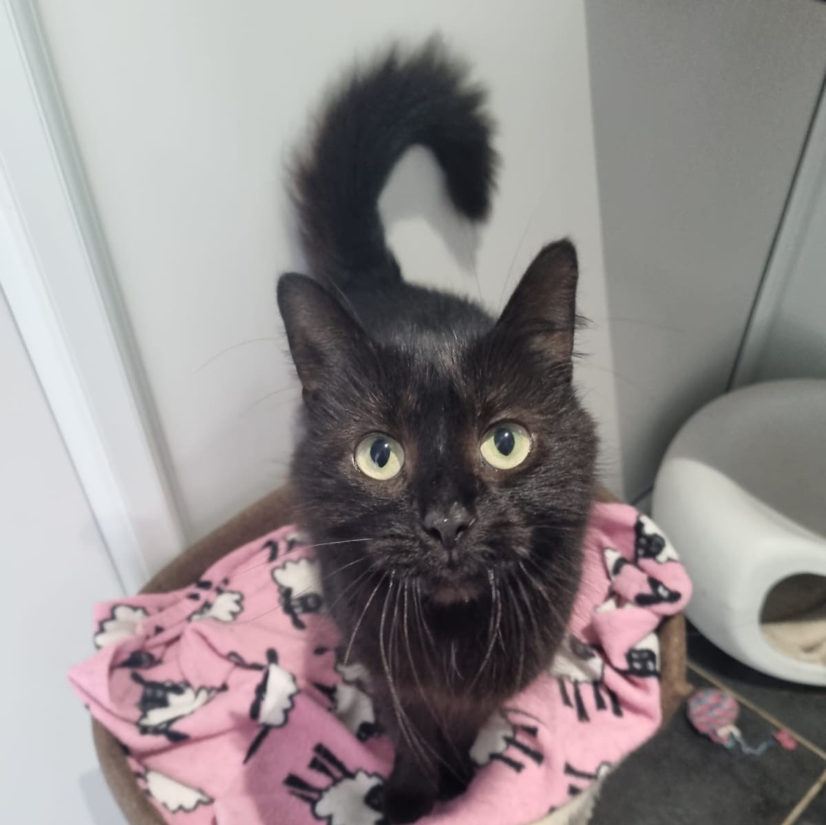 Cats Archives - RSPCA Lincolnshire Mid & Lincoln Branch