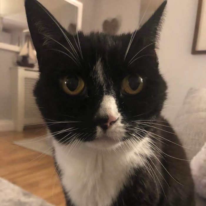 Cats Archives - RSPCA Lincolnshire Mid & Lincoln Branch