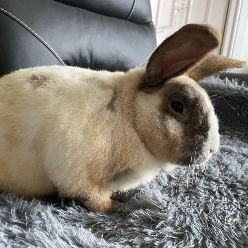 Rabbits Archives - RSPCA Lincolnshire Mid & Lincoln Branch