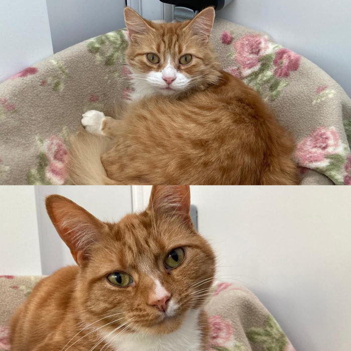 Cats Archives - RSPCA Lincolnshire Mid & Lincoln Branch