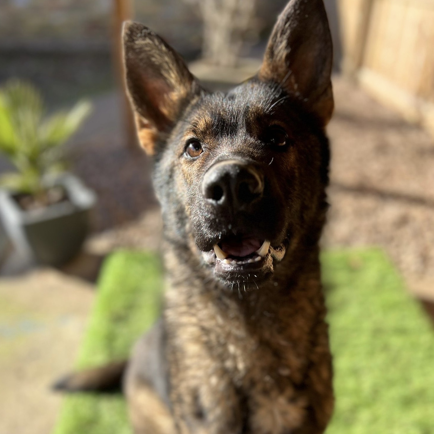 Dogs Archives - RSPCA Lincolnshire Mid & Lincoln Branch