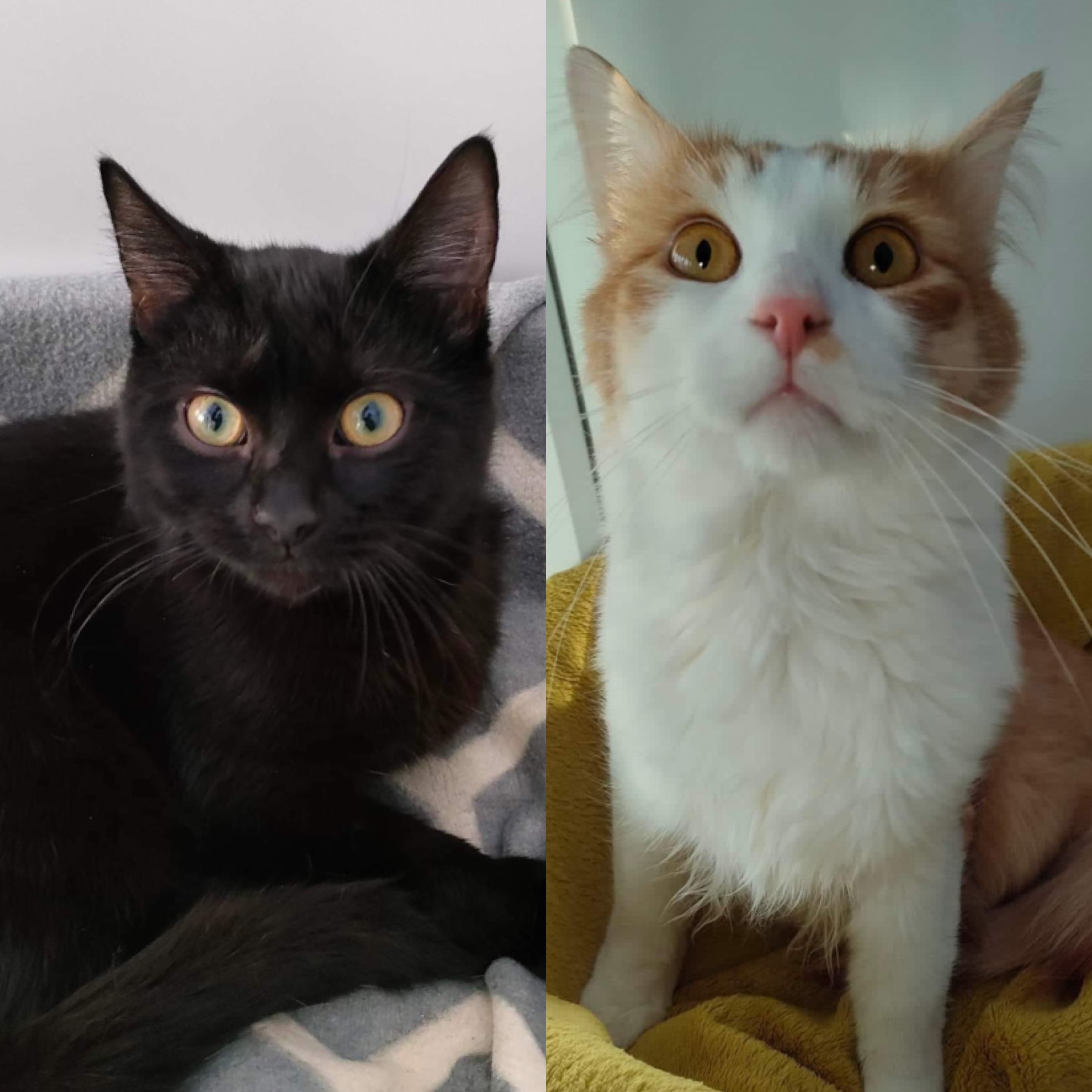 Cats Archives - RSPCA Lincolnshire Mid & Lincoln Branch