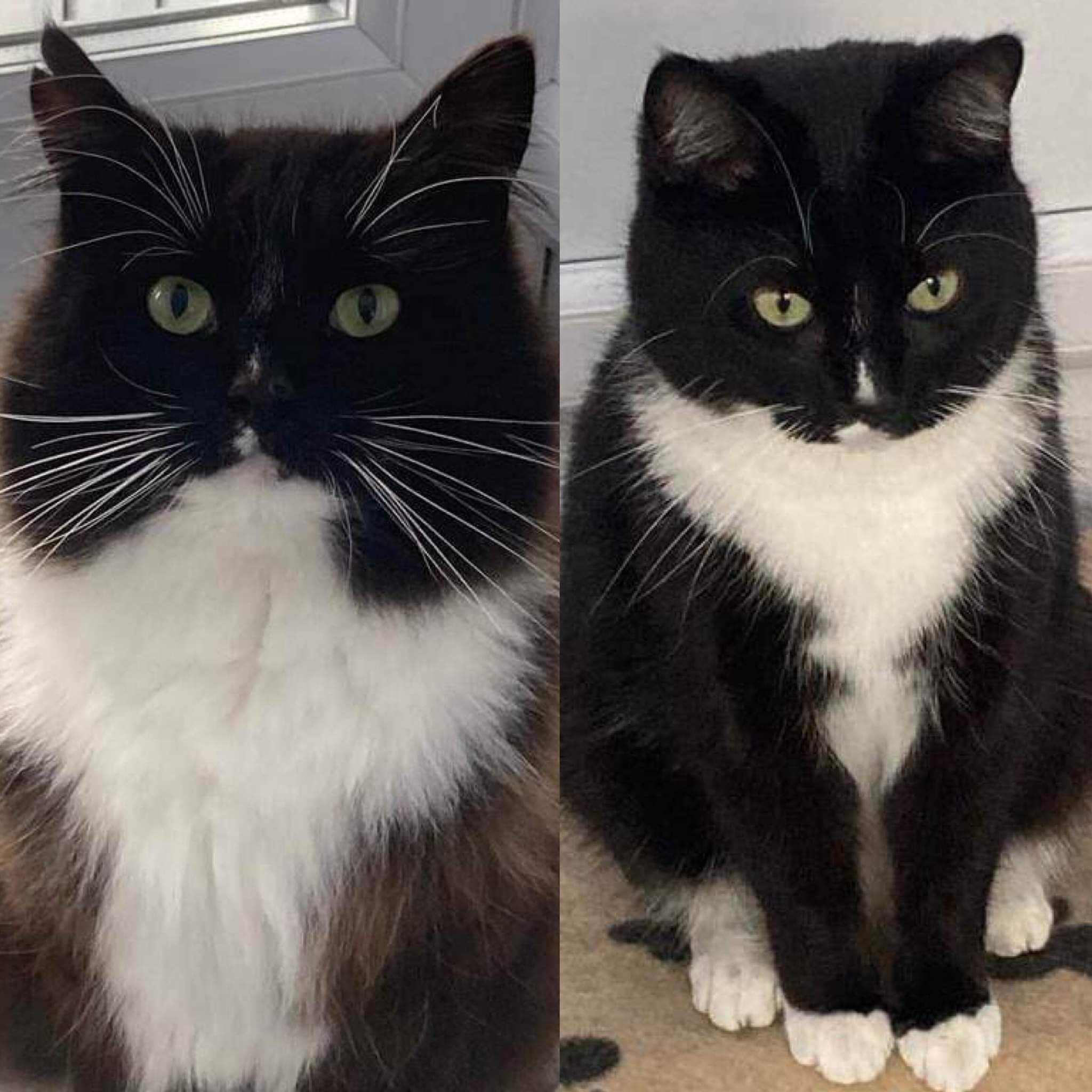 Cats Archives - RSPCA Lincolnshire Mid & Lincoln Branch