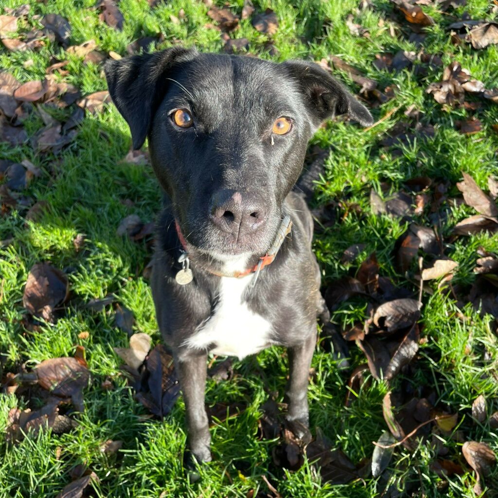 Dogs Archives - RSPCA Lincolnshire Mid & Lincoln Branch