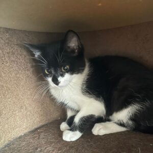 Cats Archives - RSPCA Lincolnshire Mid & Lincoln Branch