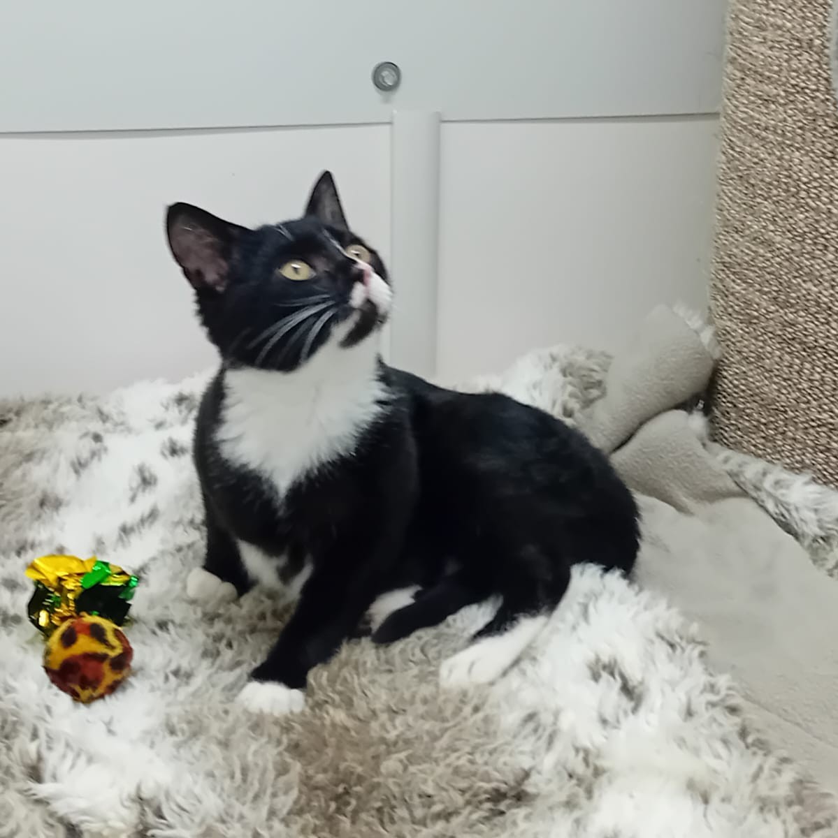 Cats Archives - RSPCA Lincolnshire Mid & Lincoln Branch