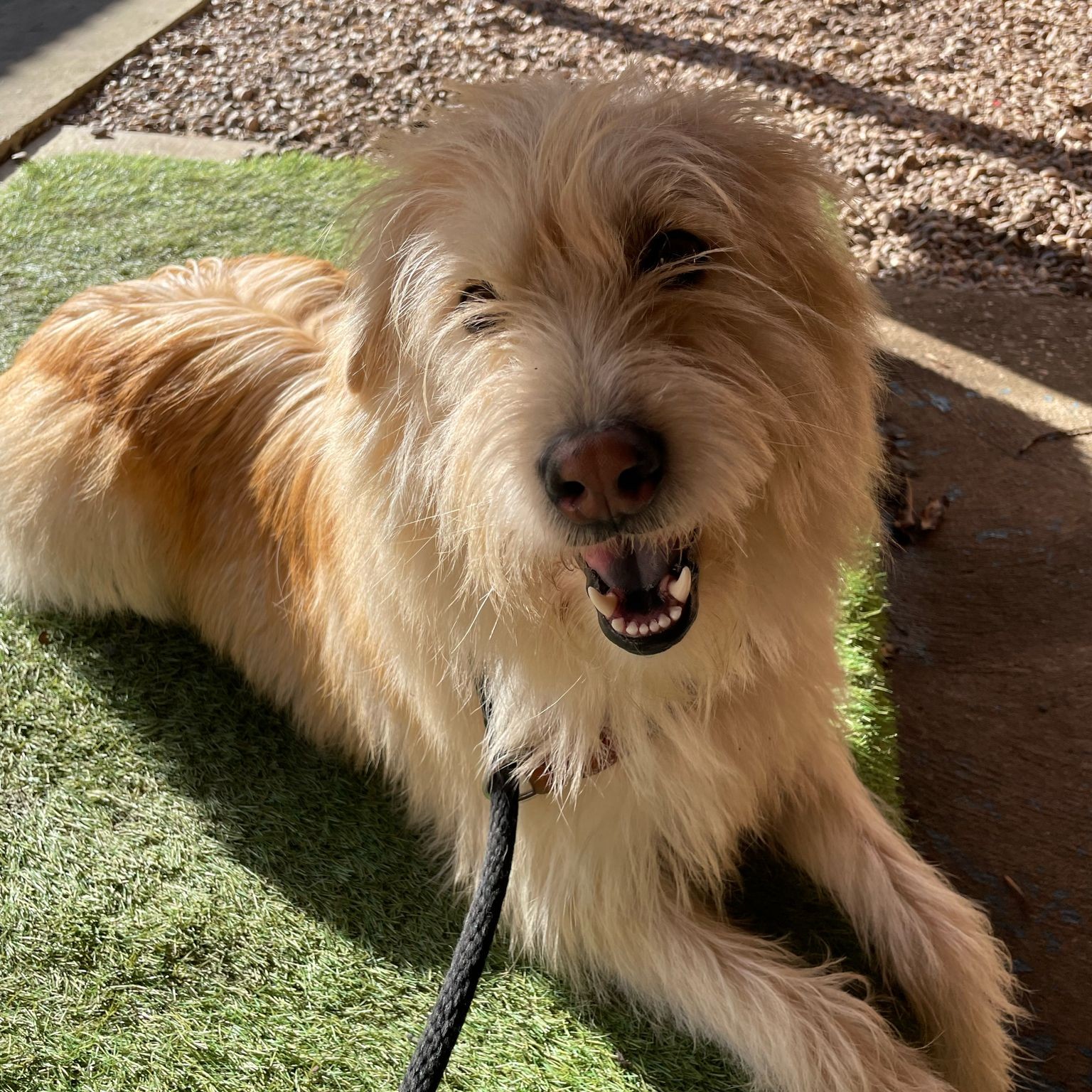 Dogs Archives - RSPCA Lincolnshire Mid & Lincoln Branch