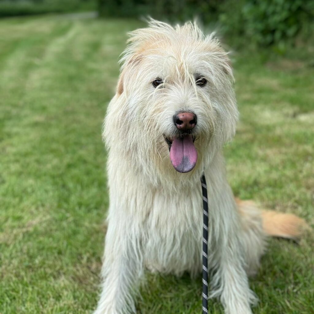 Dogs Archives - RSPCA Lincolnshire Mid & Lincoln Branch