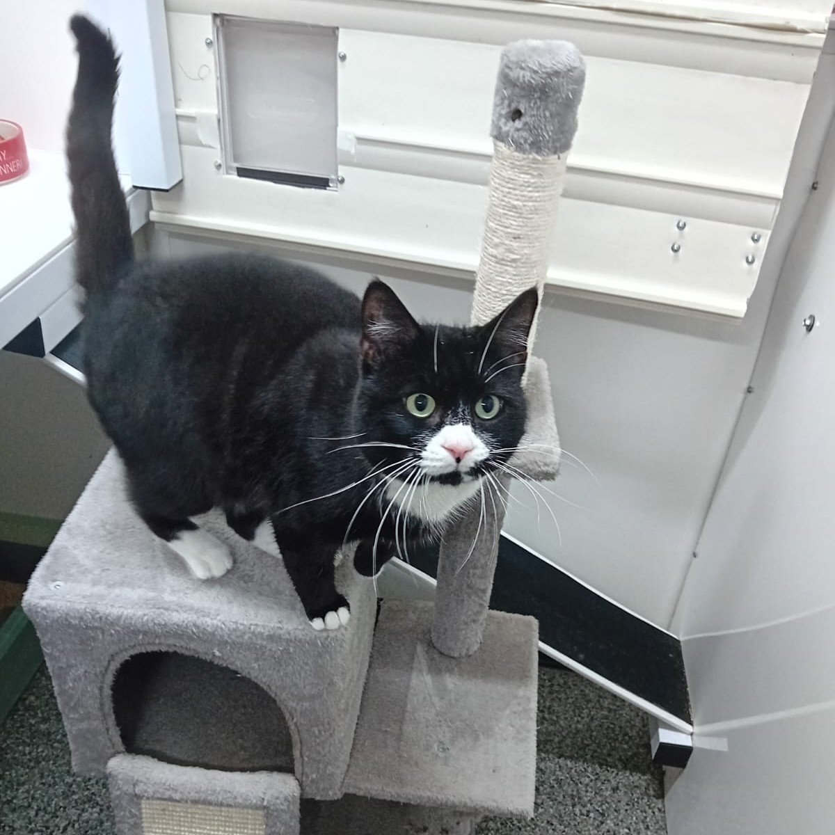 Cats Archives - RSPCA Lincolnshire Mid & Lincoln Branch