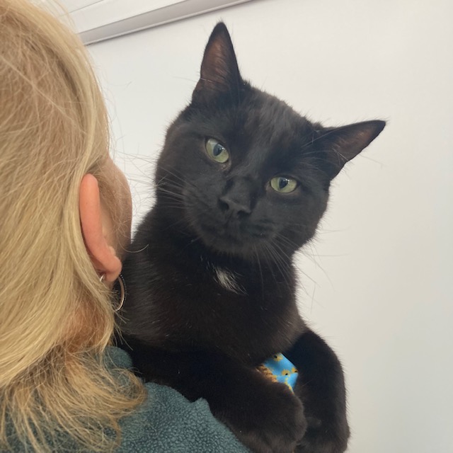 Cats Archives - RSPCA Lincolnshire Mid & Lincoln Branch