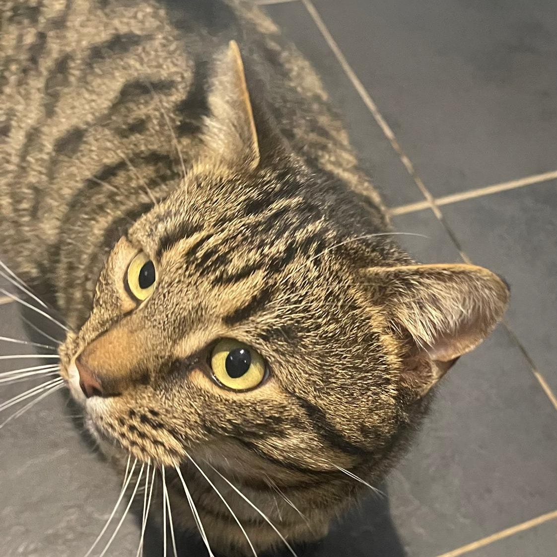 Cats Archives - RSPCA Lincolnshire Mid & Lincoln Branch