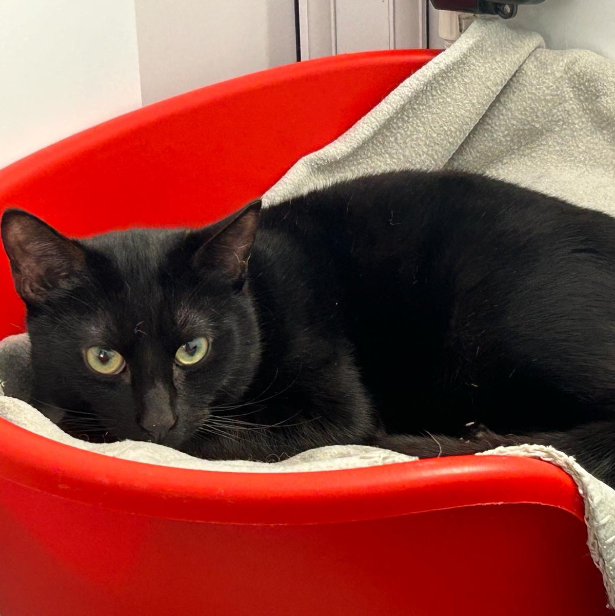 Cats Archives - RSPCA Lincolnshire Mid & Lincoln Branch