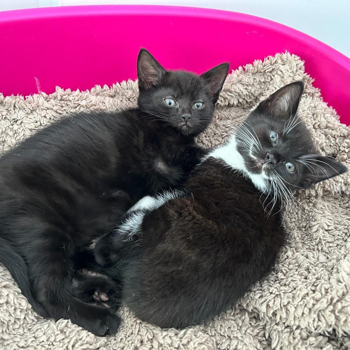 Cats Archives - RSPCA Lincolnshire Mid & Lincoln Branch
