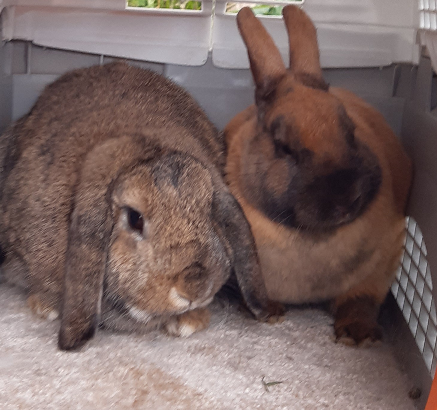 Rabbits Archives - RSPCA Lincolnshire Mid & Lincoln Branch