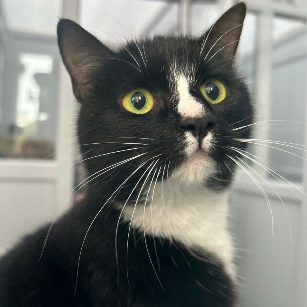 Cats Archives - RSPCA Lincolnshire Mid & Lincoln Branch