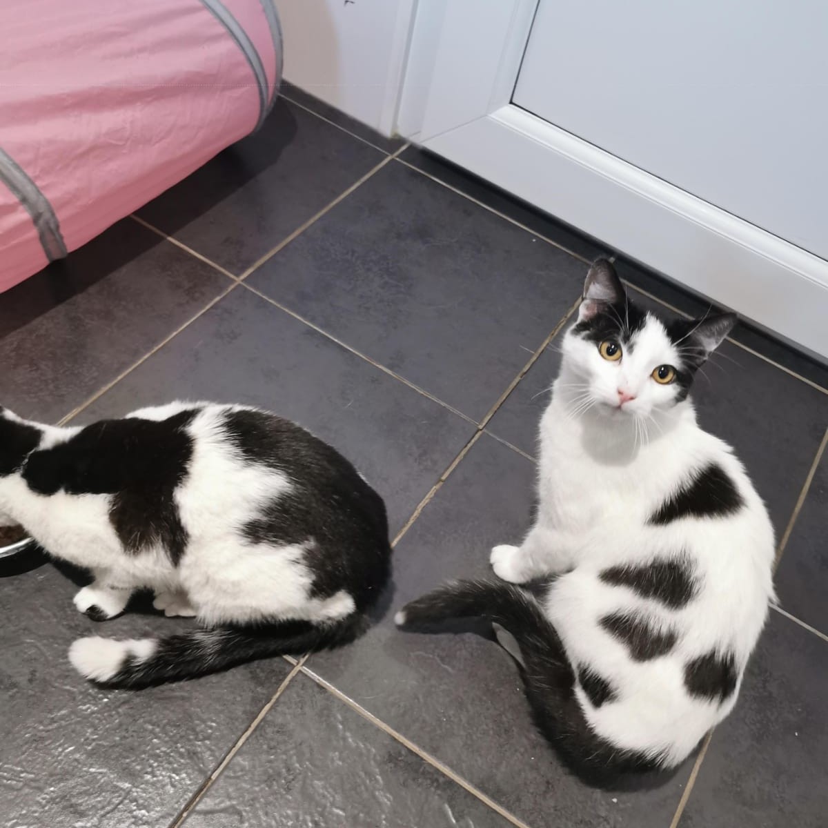 Cats Archives - RSPCA Lincolnshire Mid & Lincoln Branch