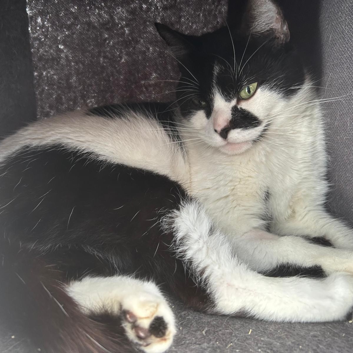 Cats Archives - RSPCA Lincolnshire Mid & Lincoln Branch
