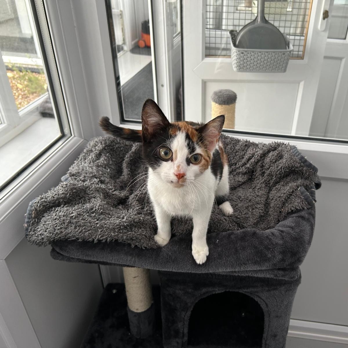 Cats Archives - RSPCA Lincolnshire Mid & Lincoln Branch