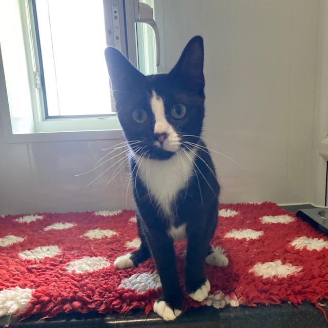 Cats Archives - RSPCA Lincolnshire Mid & Lincoln Branch