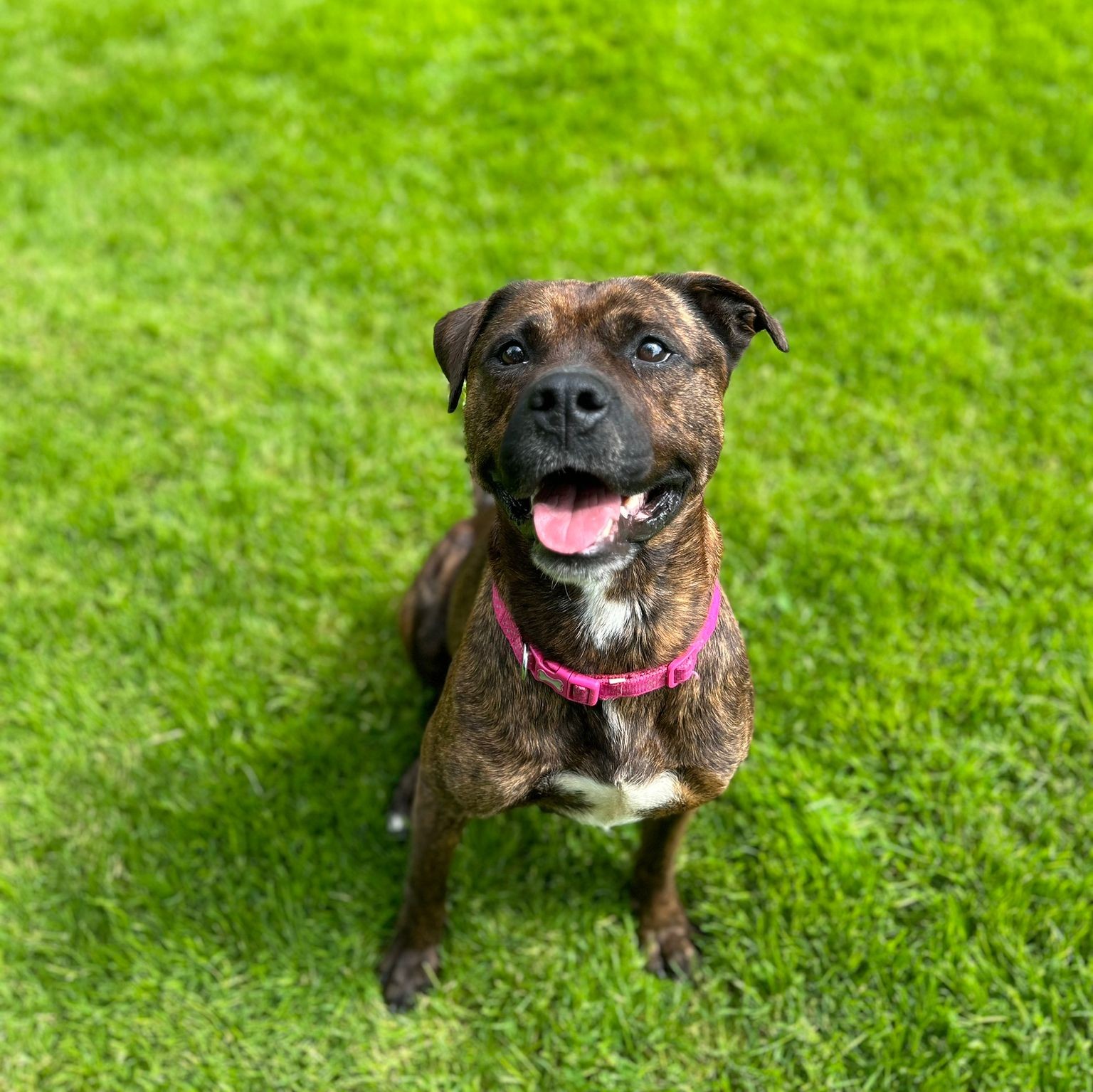 Dogs Archives - RSPCA Lincolnshire Mid & Lincoln Branch