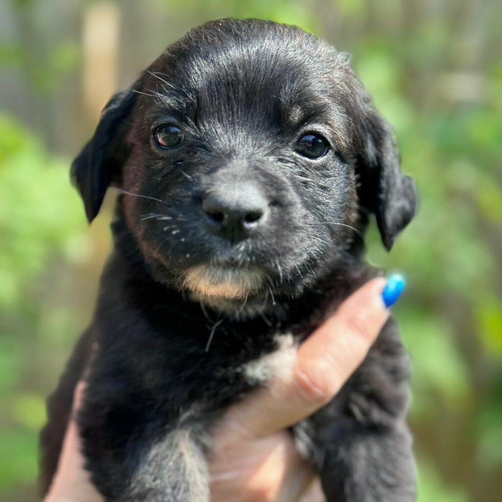 Dogs Archives - RSPCA Lincolnshire Mid & Lincoln Branch