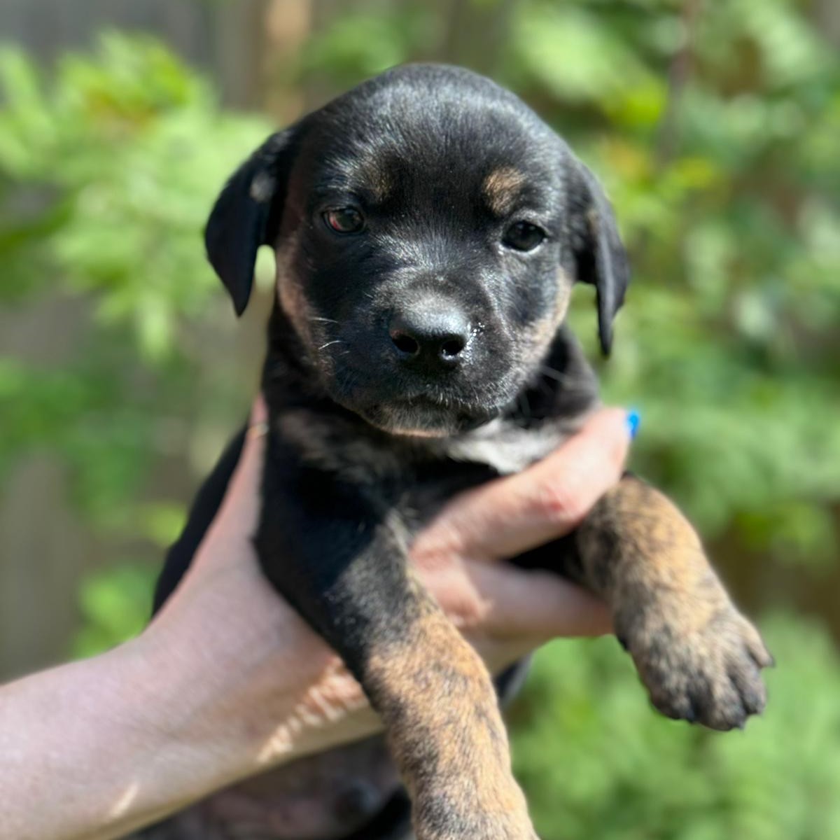 Dogs Archives - RSPCA Lincolnshire Mid & Lincoln Branch