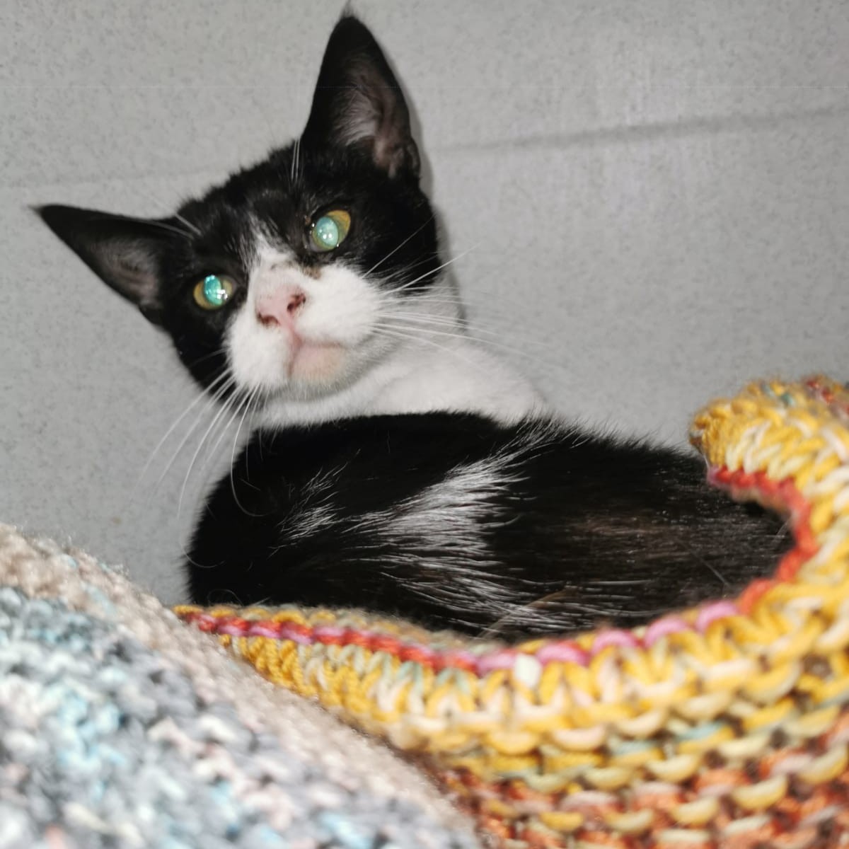 Cats Archives - RSPCA Lincolnshire Mid & Lincoln Branch