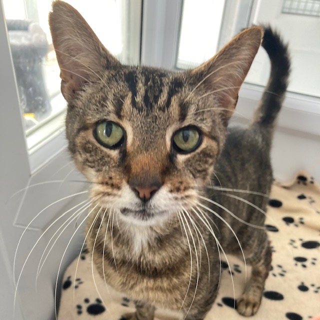 Cats Archives - RSPCA Lincolnshire Mid & Lincoln Branch