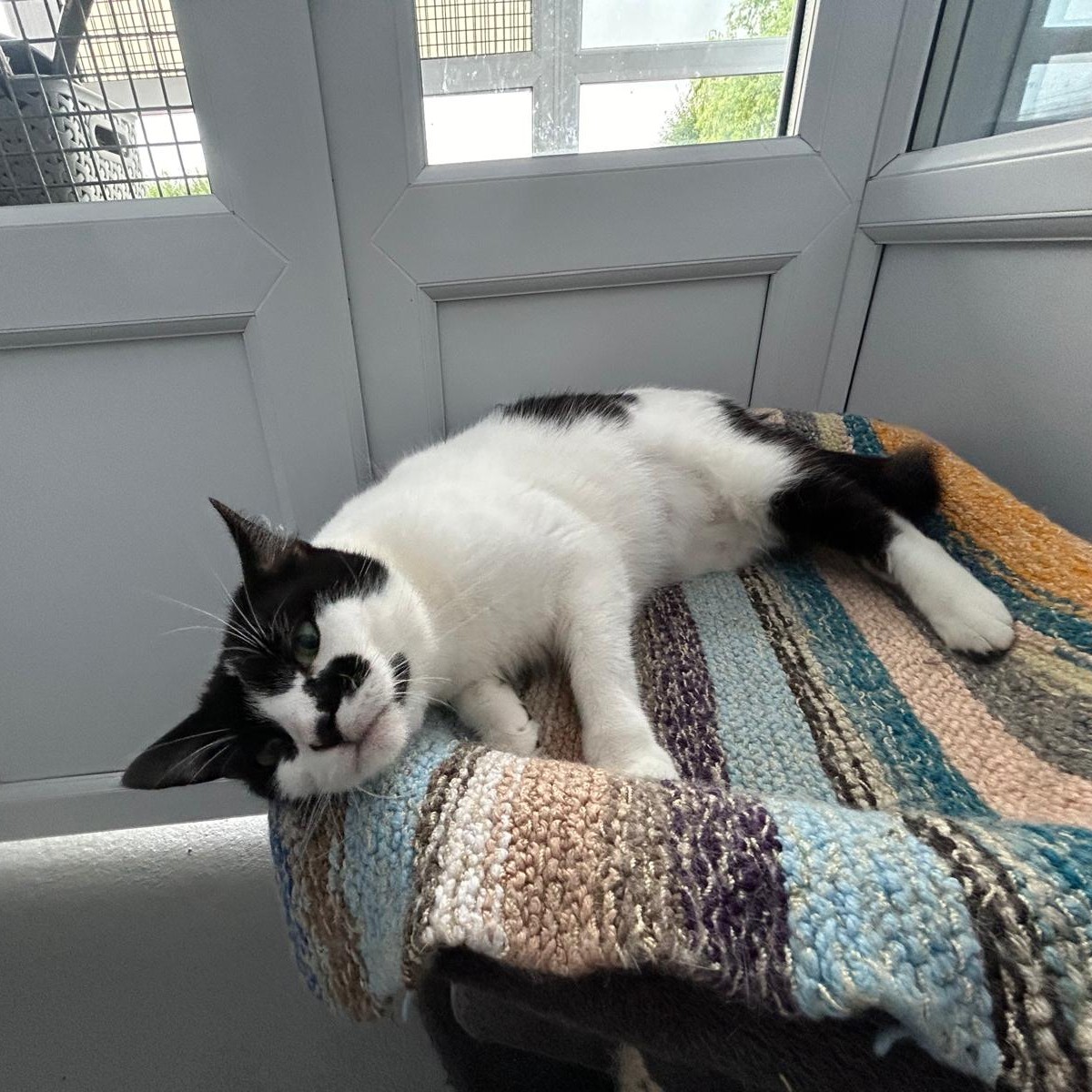 Cats Archives - RSPCA Lincolnshire Mid & Lincoln Branch