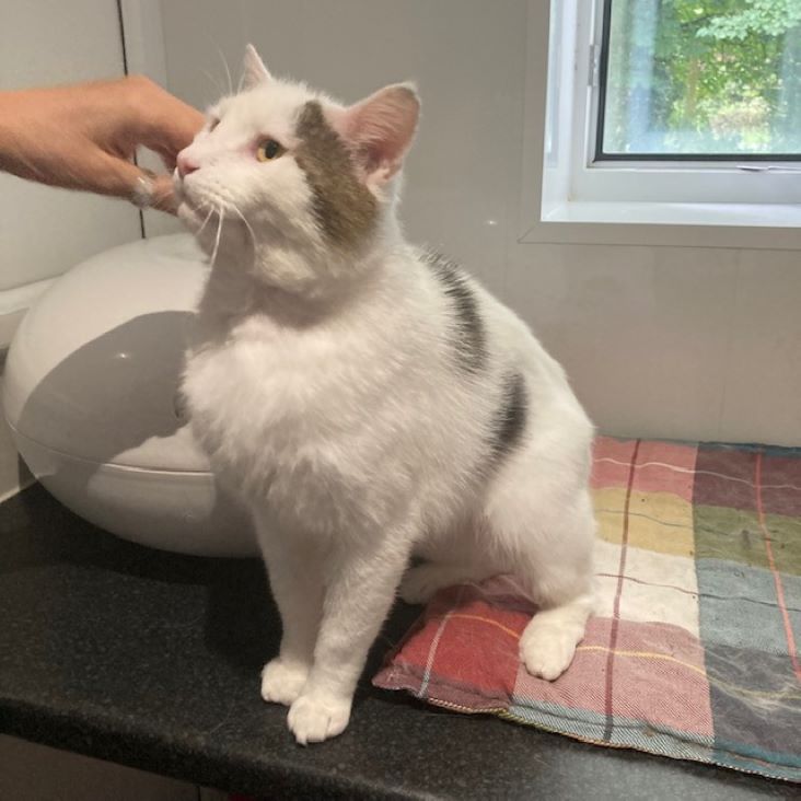 Cats Archives - RSPCA Lincolnshire Mid & Lincoln Branch