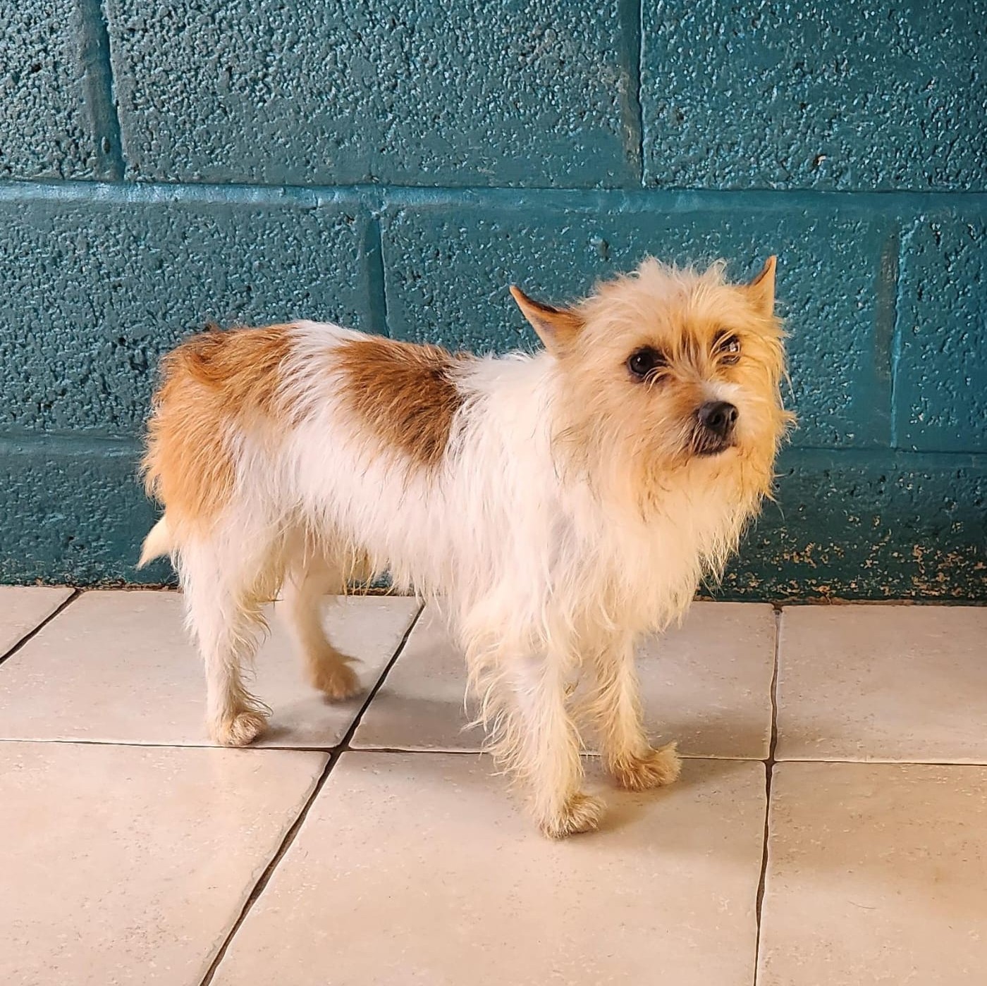 Dogs Archives - RSPCA Lincolnshire Mid & Lincoln Branch