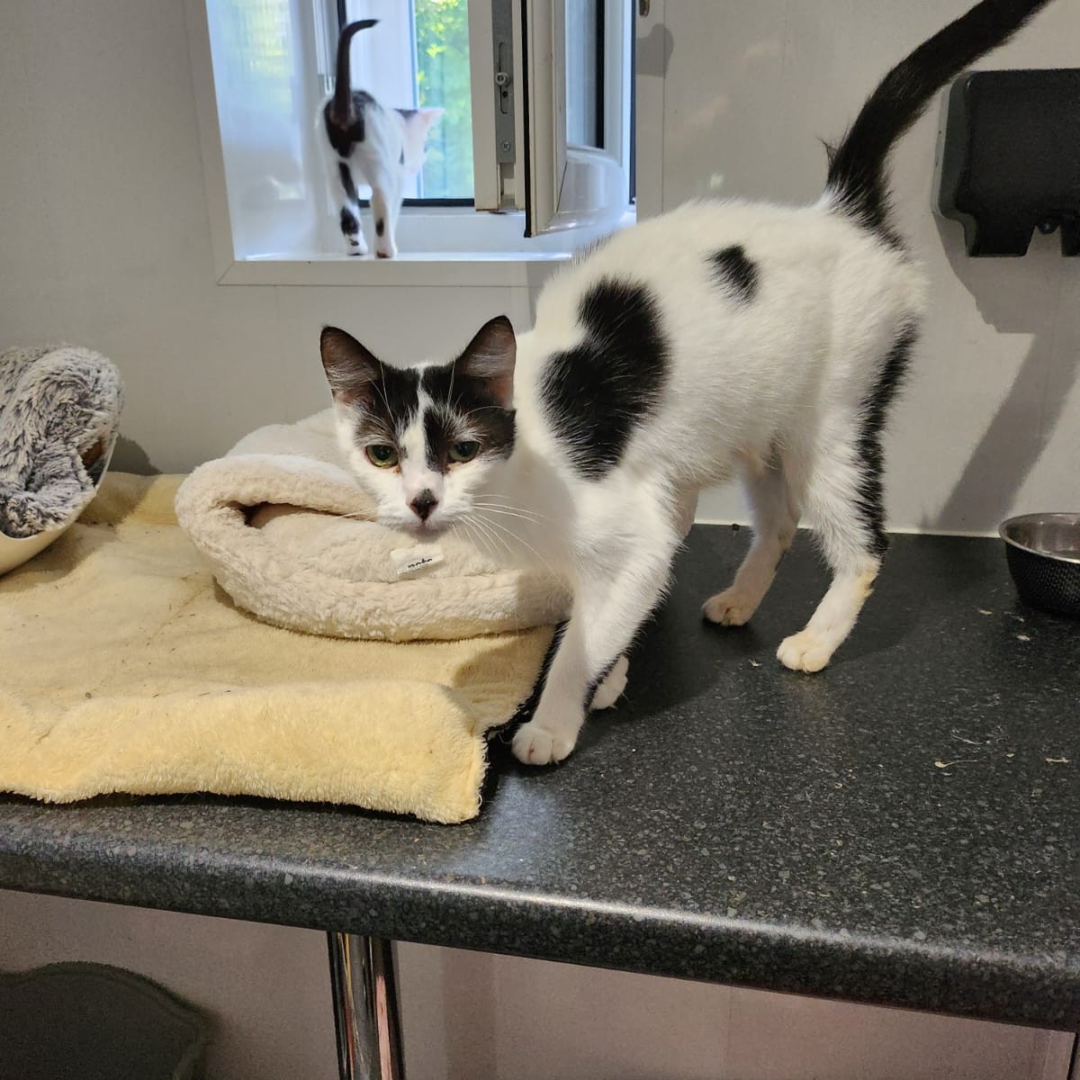 Cats Archives - RSPCA Lincolnshire Mid & Lincoln Branch