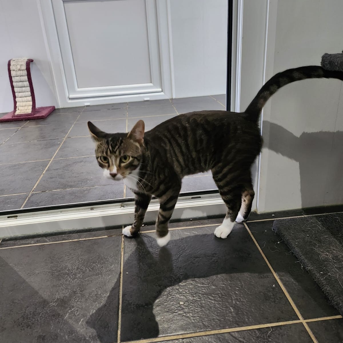 Cats Archives - RSPCA Lincolnshire Mid & Lincoln Branch