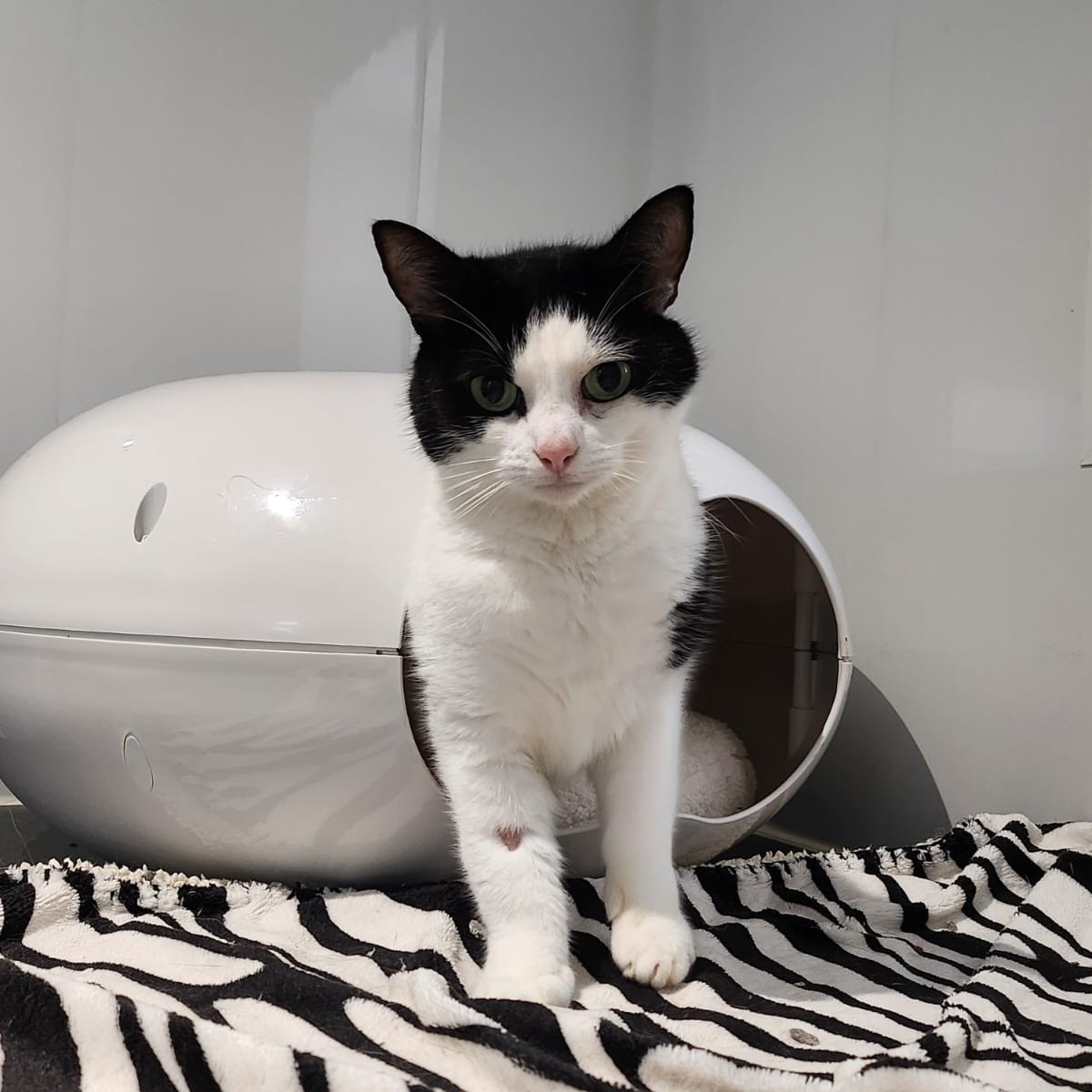 Cats Archives - RSPCA Lincolnshire Mid & Lincoln Branch