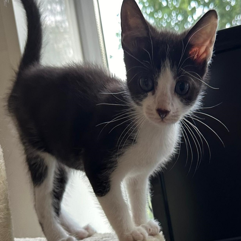 Cats Archives - RSPCA Lincolnshire Mid & Lincoln Branch