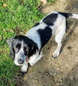 Dogs Archives - RSPCA Lincolnshire Mid & Lincoln Branch