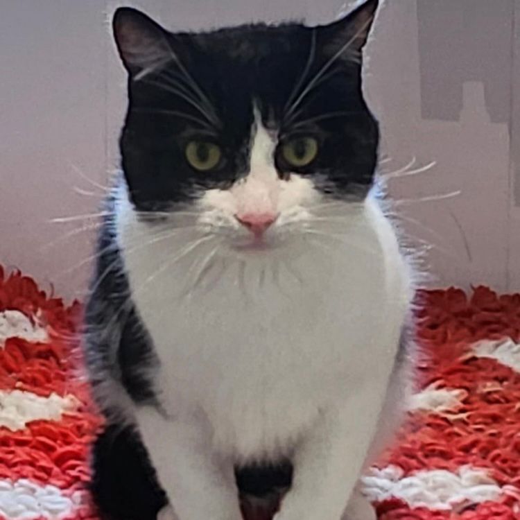 Cats Archives - RSPCA Lincolnshire Mid & Lincoln Branch
