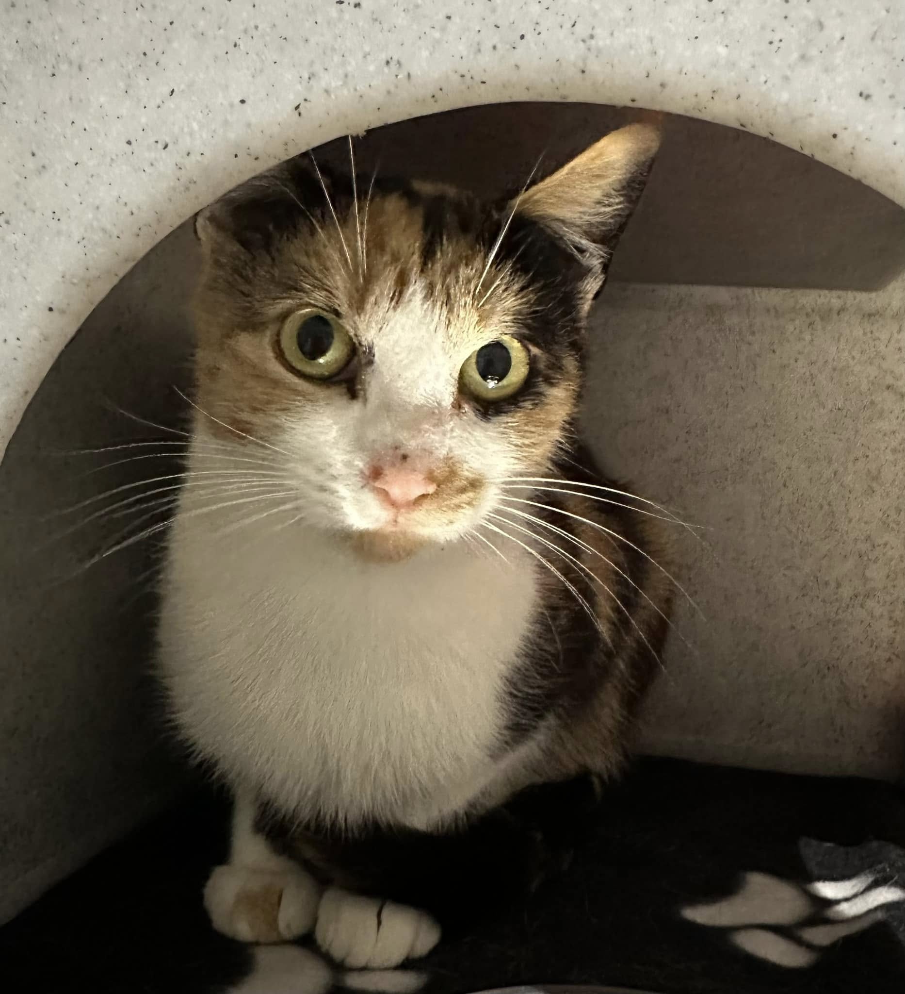 Cats Archives - RSPCA Lincolnshire Mid & Lincoln Branch