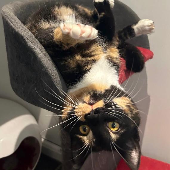 Cats Archives - RSPCA Lincolnshire Mid & Lincoln Branch