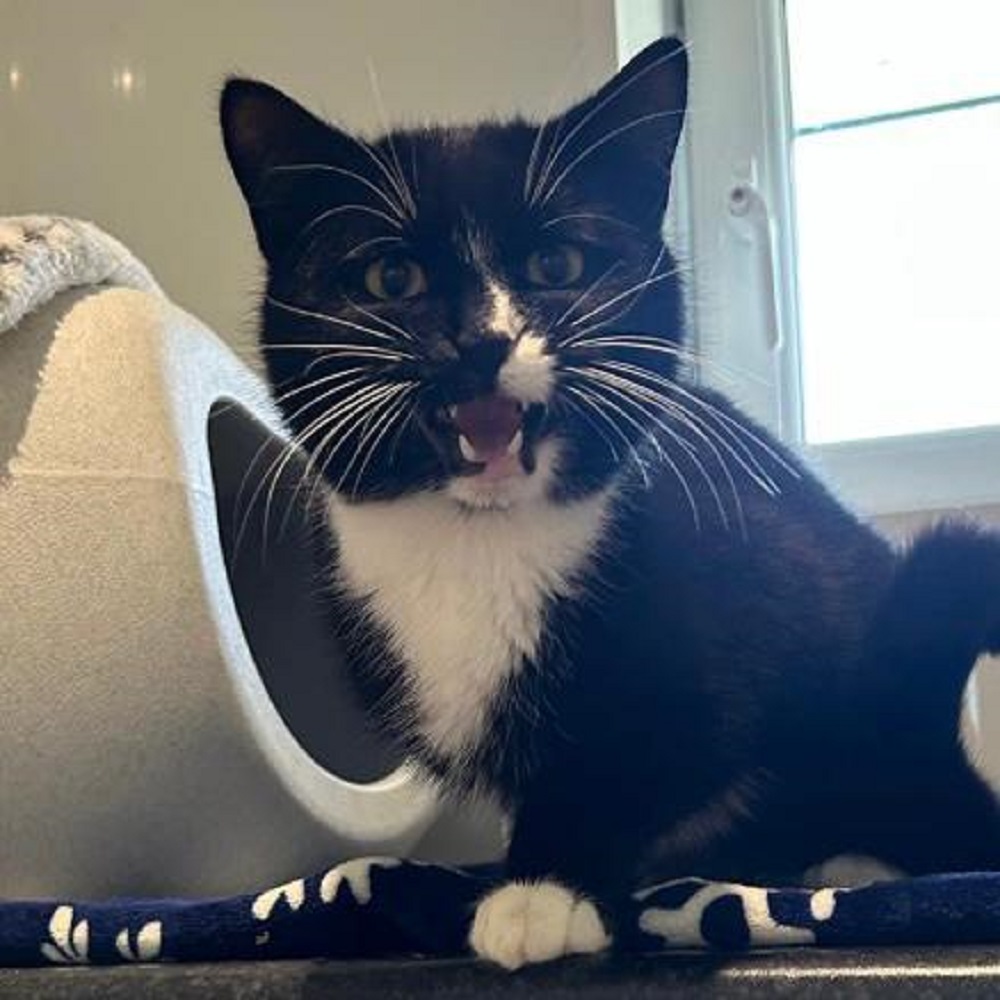 Cats Archives - RSPCA Lincolnshire Mid & Lincoln Branch