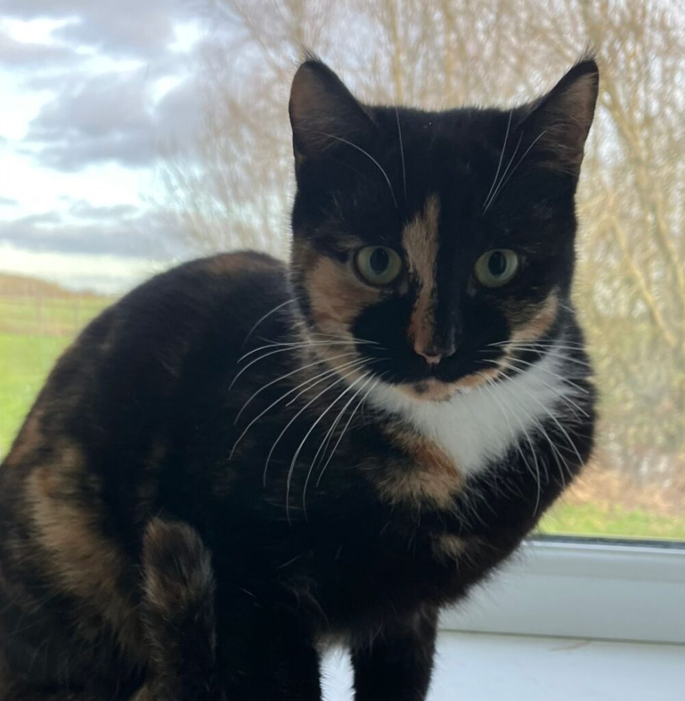 Cats Archives - RSPCA Lincolnshire Mid & Lincoln Branch